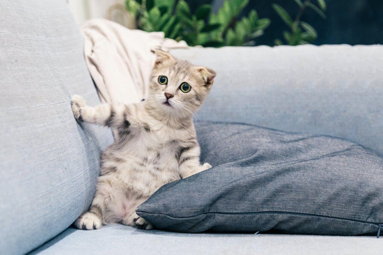 Piodermite nel cane: cause, sintomi, cura e prevenzione