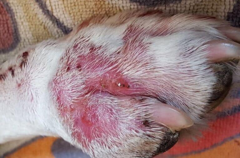 Piodermite nel cane: cause, sintomi, cura e prevenzione