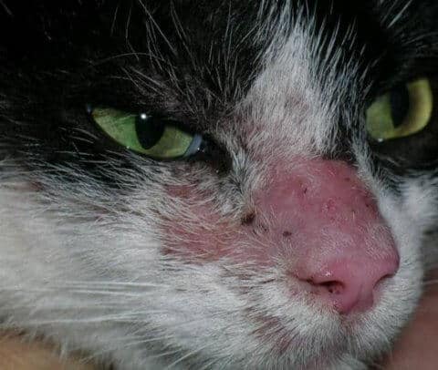 Tigna nel Gatto: Causa, Sintomi, Cura e Prevenzione