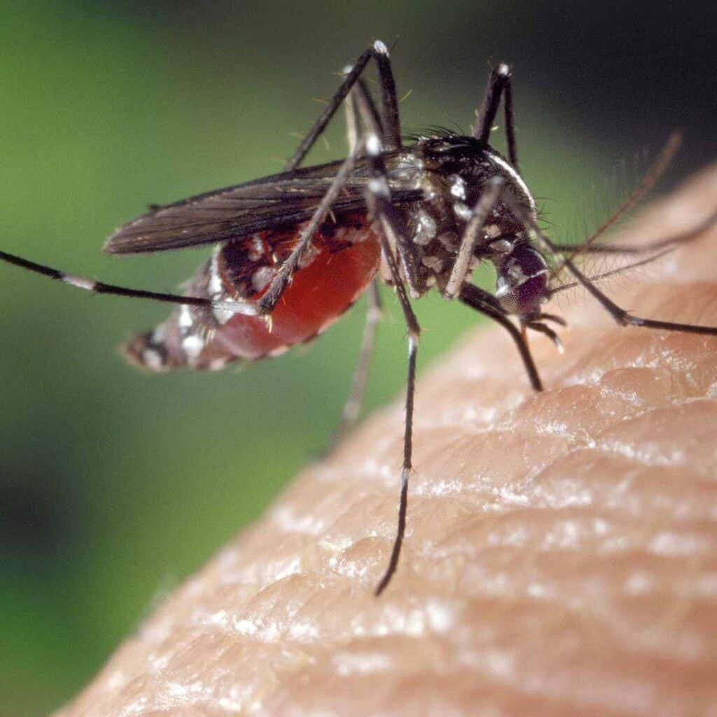 Piodermite nel cane: cause, sintomi, cura e prevenzione