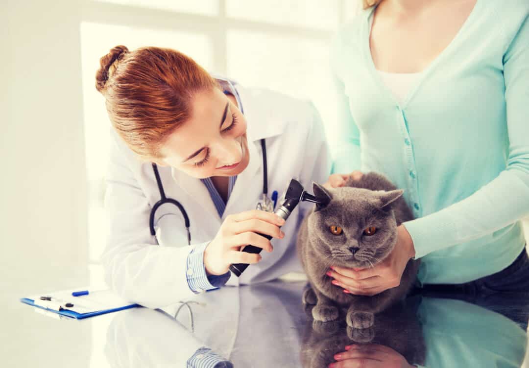 Piodermite nel cane: cause, sintomi, cura e prevenzione