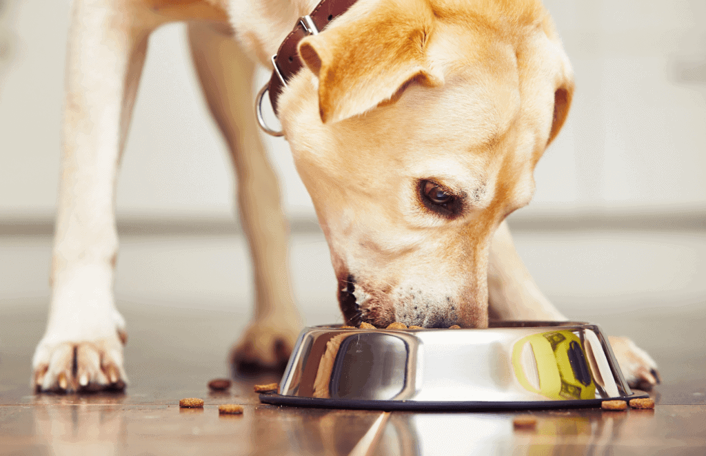 Cataratta nel cane: sintomi, diagnosi e cura | DoctorVet