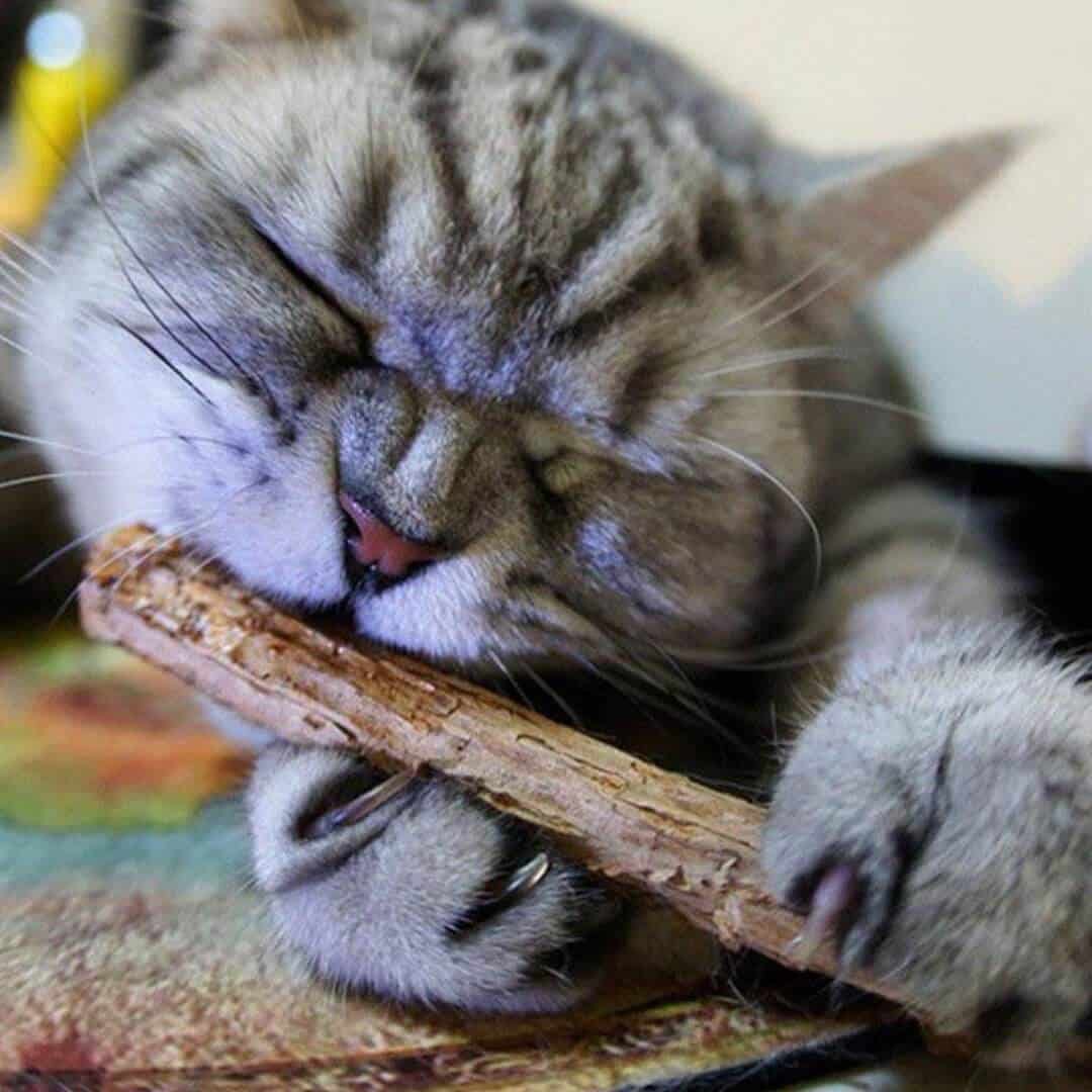 Come vedono i gatti: caratteristiche della vista e spettro colori
