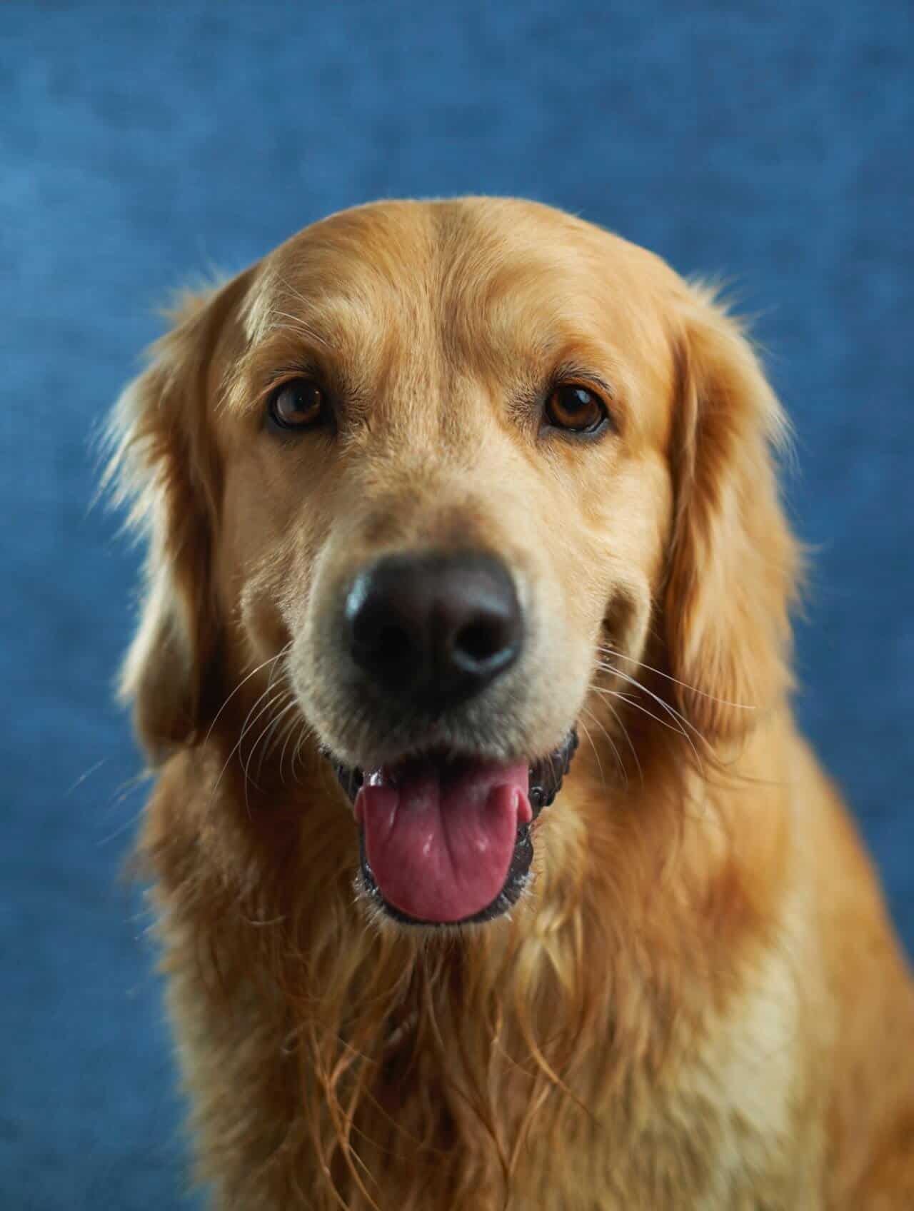 Tigna nel cane: sintomi, causa, trattamento e prevenzione