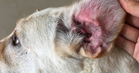 Tigna nel cane: sintomi, causa, trattamento e prevenzione