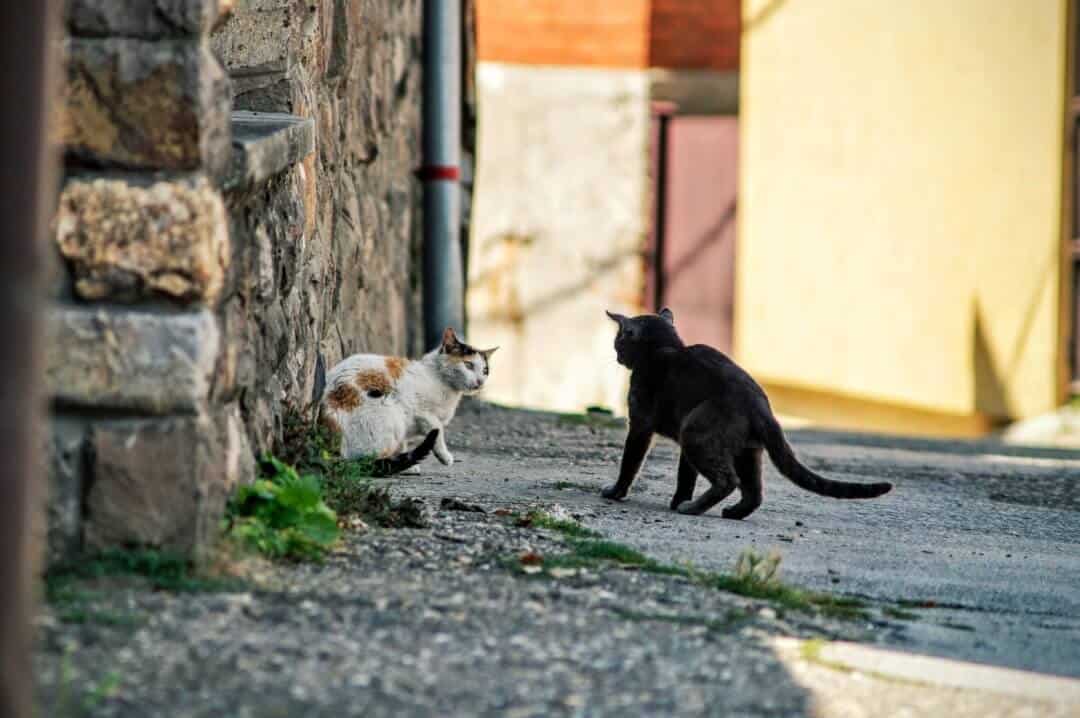 Gatto Malattie Pronto Soccorso