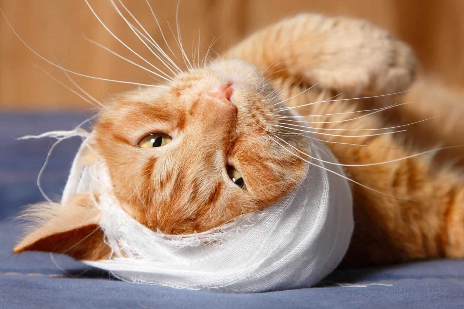 Ferita nel gatto: cura, trattamento, disinfezione e bendaggio
