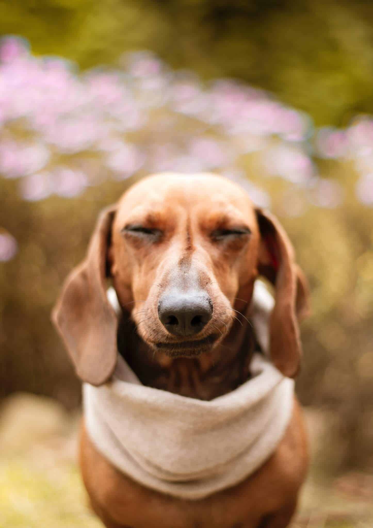 Piodermite nel cane: cause, sintomi, cura e prevenzione