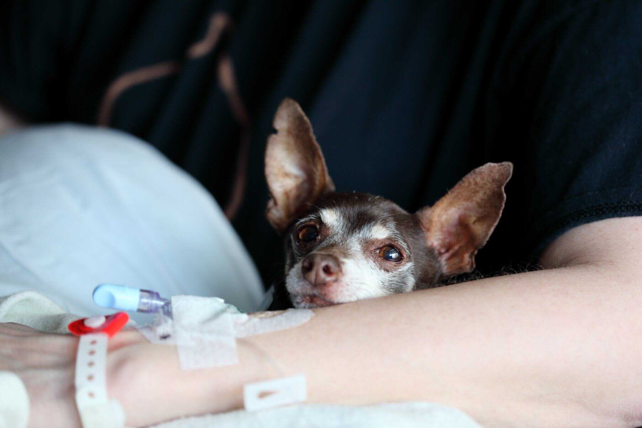 Piodermite nel cane: cause, sintomi, cura e prevenzione