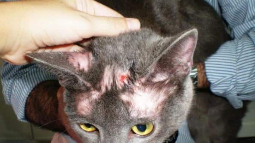 Rogna nel Gatto: Sintomi, Causa, Cura e Prevenzione | DoctorVet