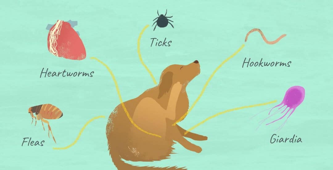 Piodermite nel cane: cause, sintomi, cura e prevenzione