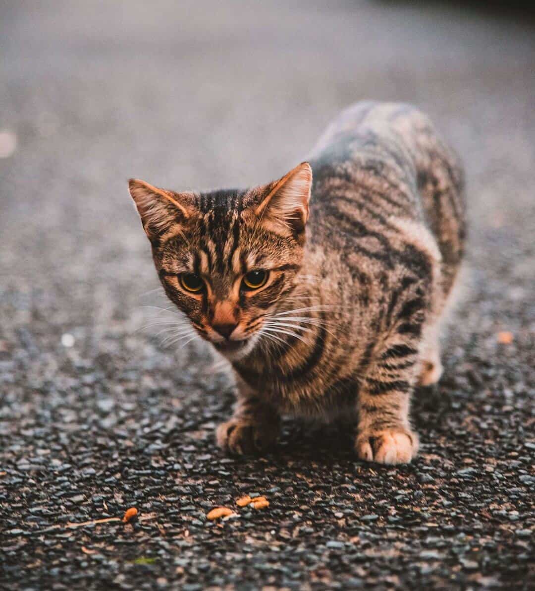 Piodermite nel cane: cause, sintomi, cura e prevenzione