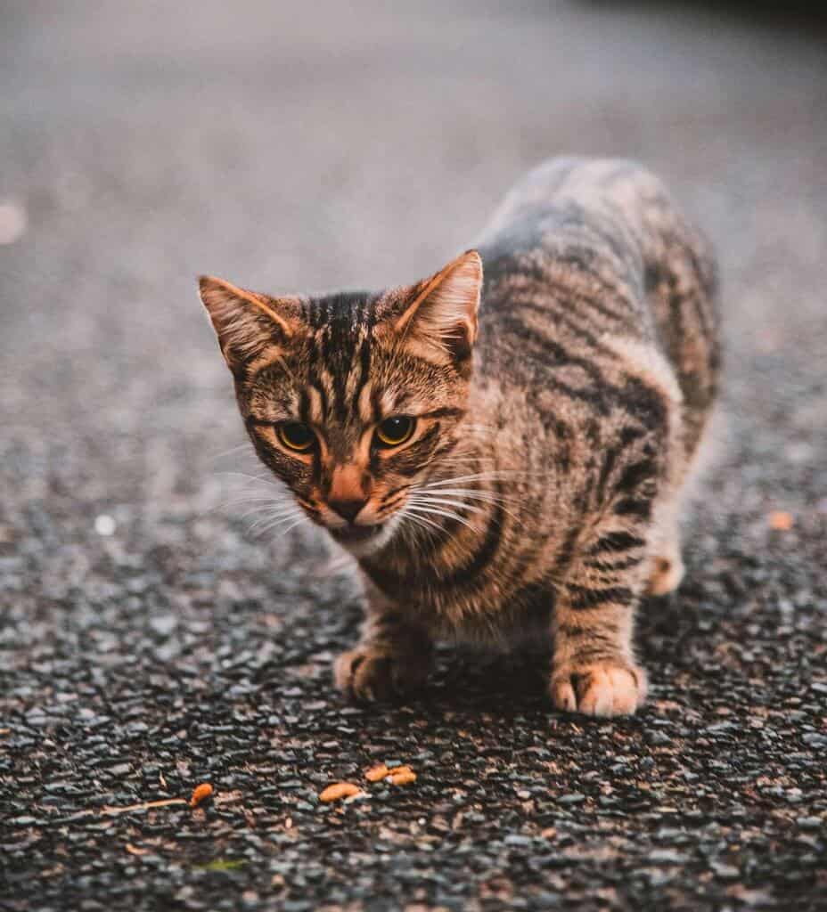 Come vedono i gatti: caratteristiche della vista e spettro colori