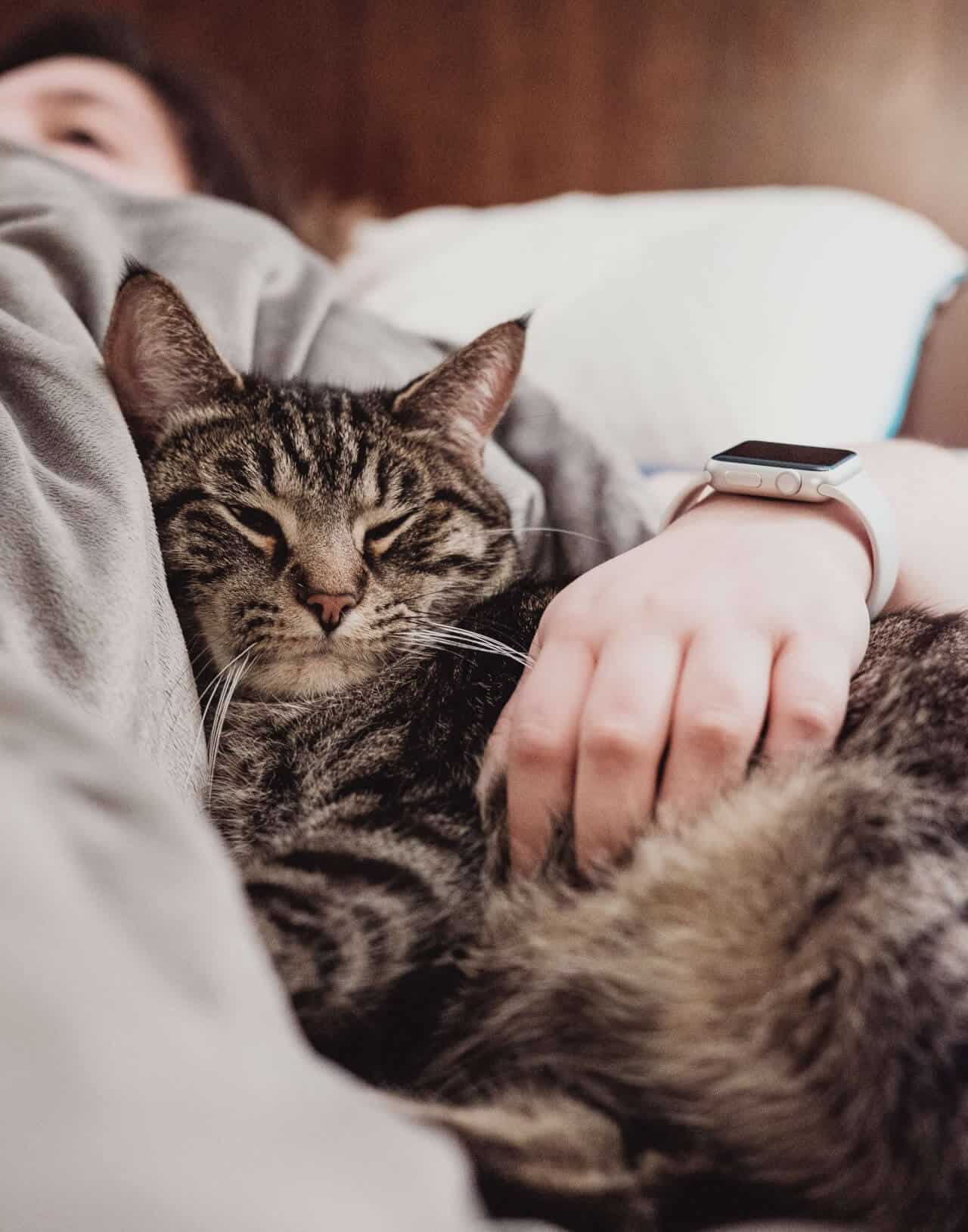 Cataratta nel cane: sintomi, diagnosi e cura | DoctorVet