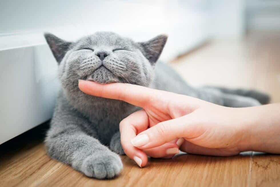 FIP - Peritonite nel gatto: sintomi, causa, cura e prevenzione