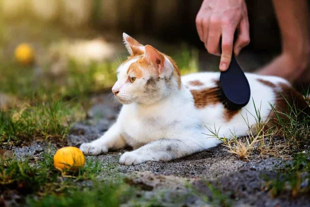 Feci nel gatto: tipo di cacca, forma, colore e consistenza