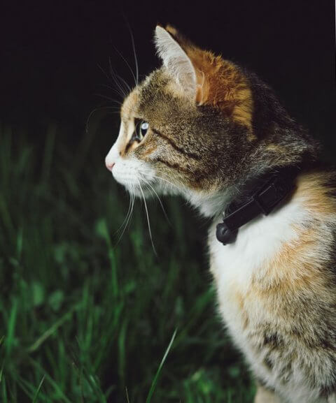 Feci nel gatto: tipo di cacca, forma, colore e consistenza