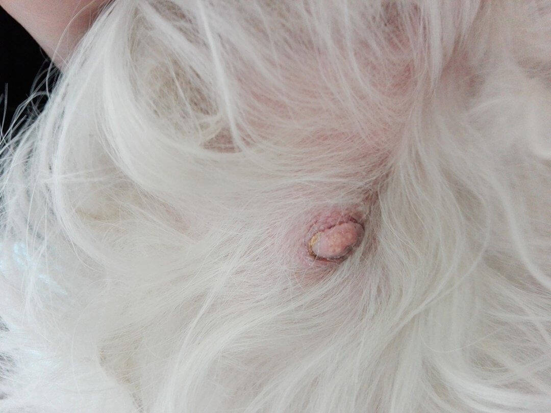 Rogna nel cane: tipologie, cause, sintomi, cura e prevenzione