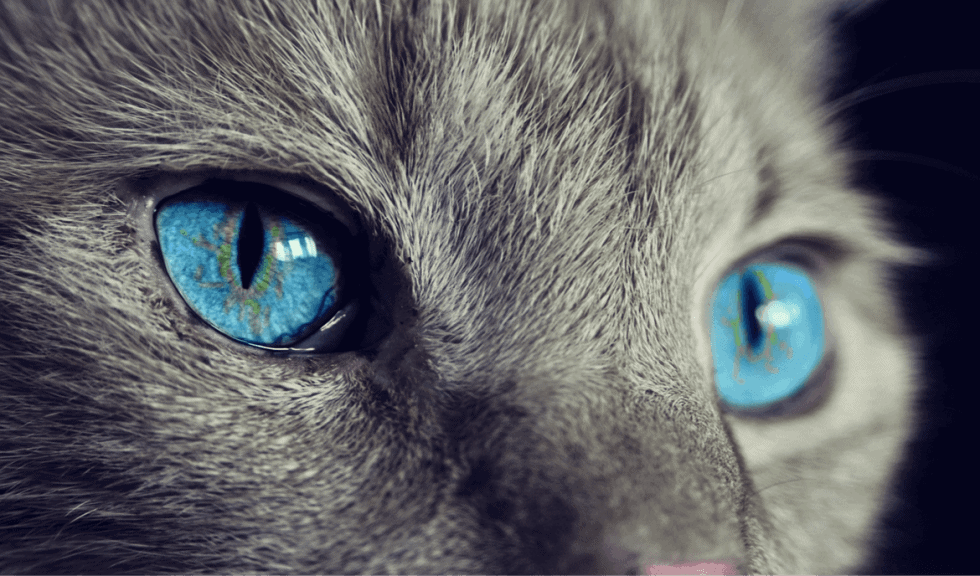 Feci nel gatto: tipo di cacca, forma, colore e consistenza