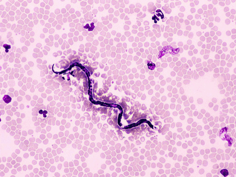 Filaria cane e gatto: tutto ciò che c’è da sapere sulla Filariosi