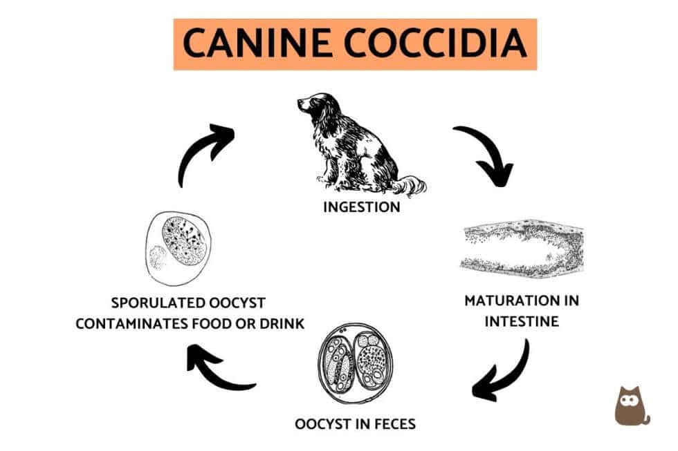Che cos’è la coccidiosi: Causa, sintomi, cura e prevenzione | DoctorVet