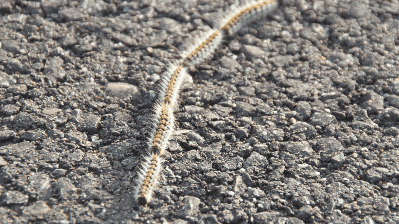 Processionaria e cani: perché è pericolosa e come agire