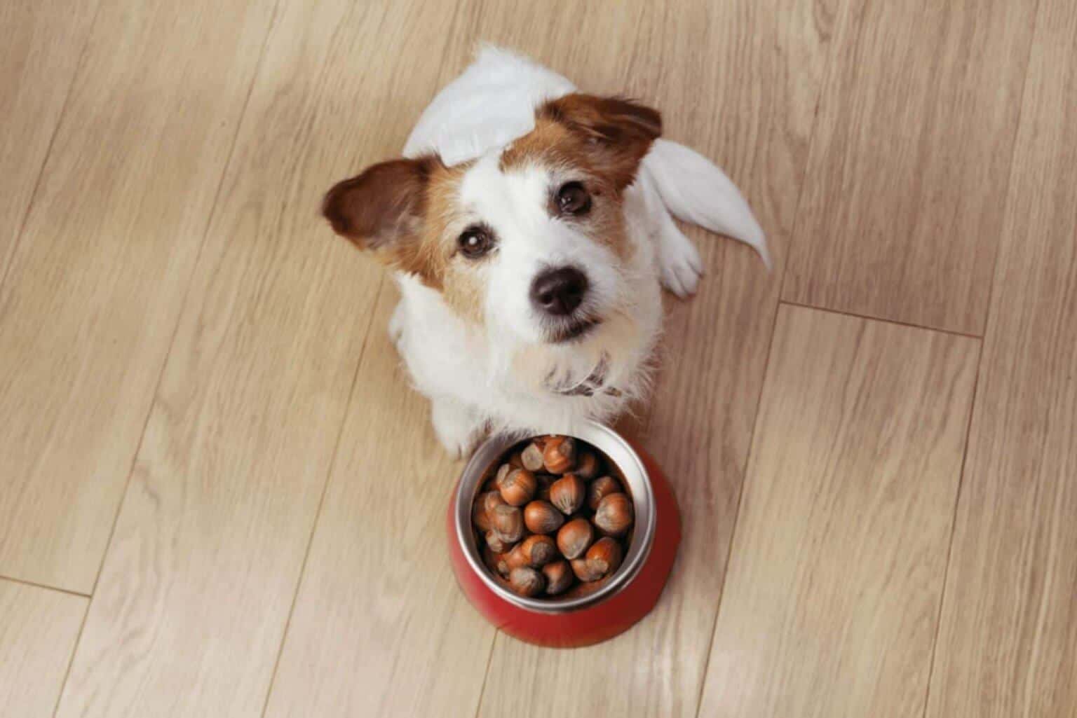 Come abituare il cane cucciolo o adulto a stare da solo