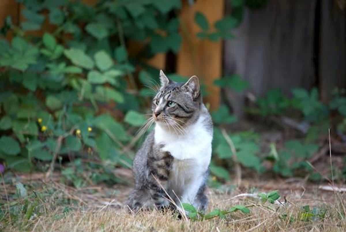 Rinotracheite del gatto: sintomi, prevenzione, diagnosi e cura