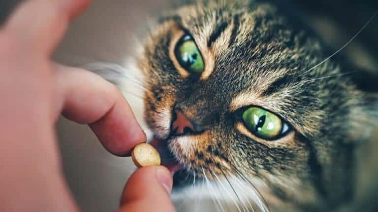 Feci nel gatto: tipo di cacca, forma, colore e consistenza