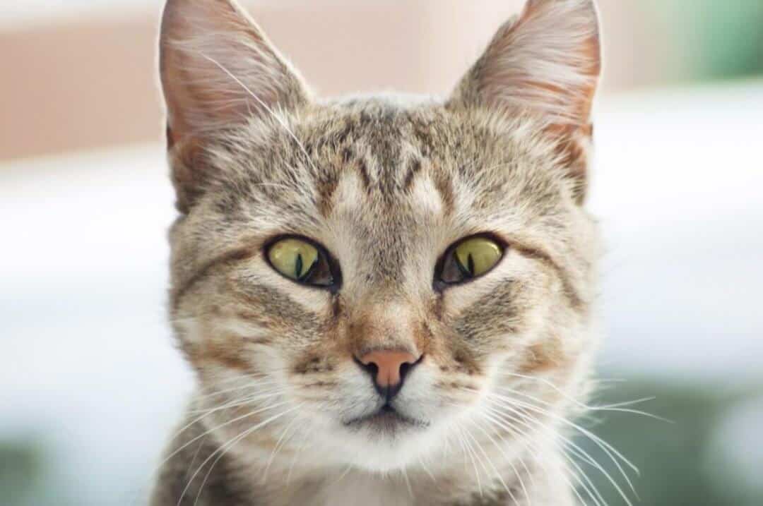 Feci nel gatto: tipo di cacca, forma, colore e consistenza