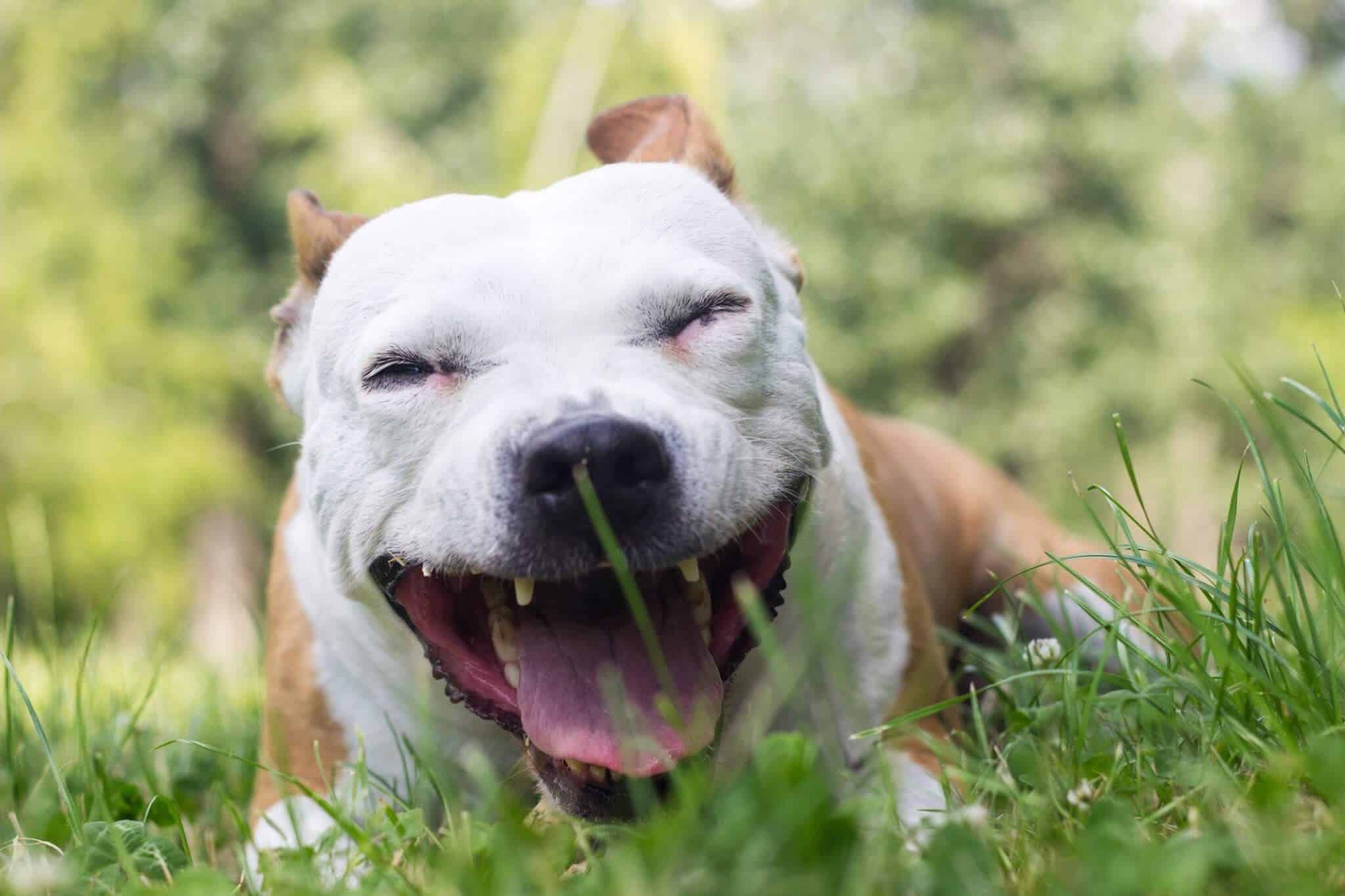 Tracheite del cane: cause, sintomi, prevenzione e cura