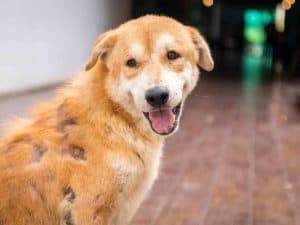 Rogna nel cane: tipologie, cause, sintomi, cura e prevenzione