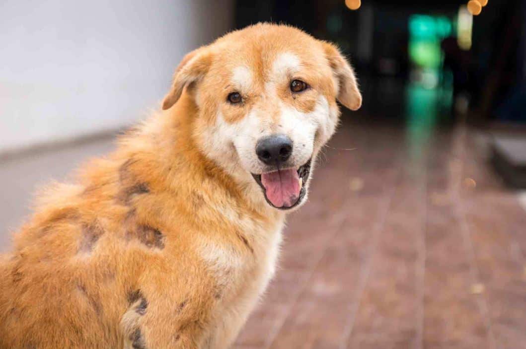 Tumore alla pelle del cane: tipologie e aspettative di vita