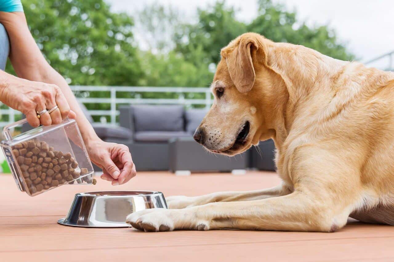 Feci nel cane: tipo di cacca, forma, colore e consistenza