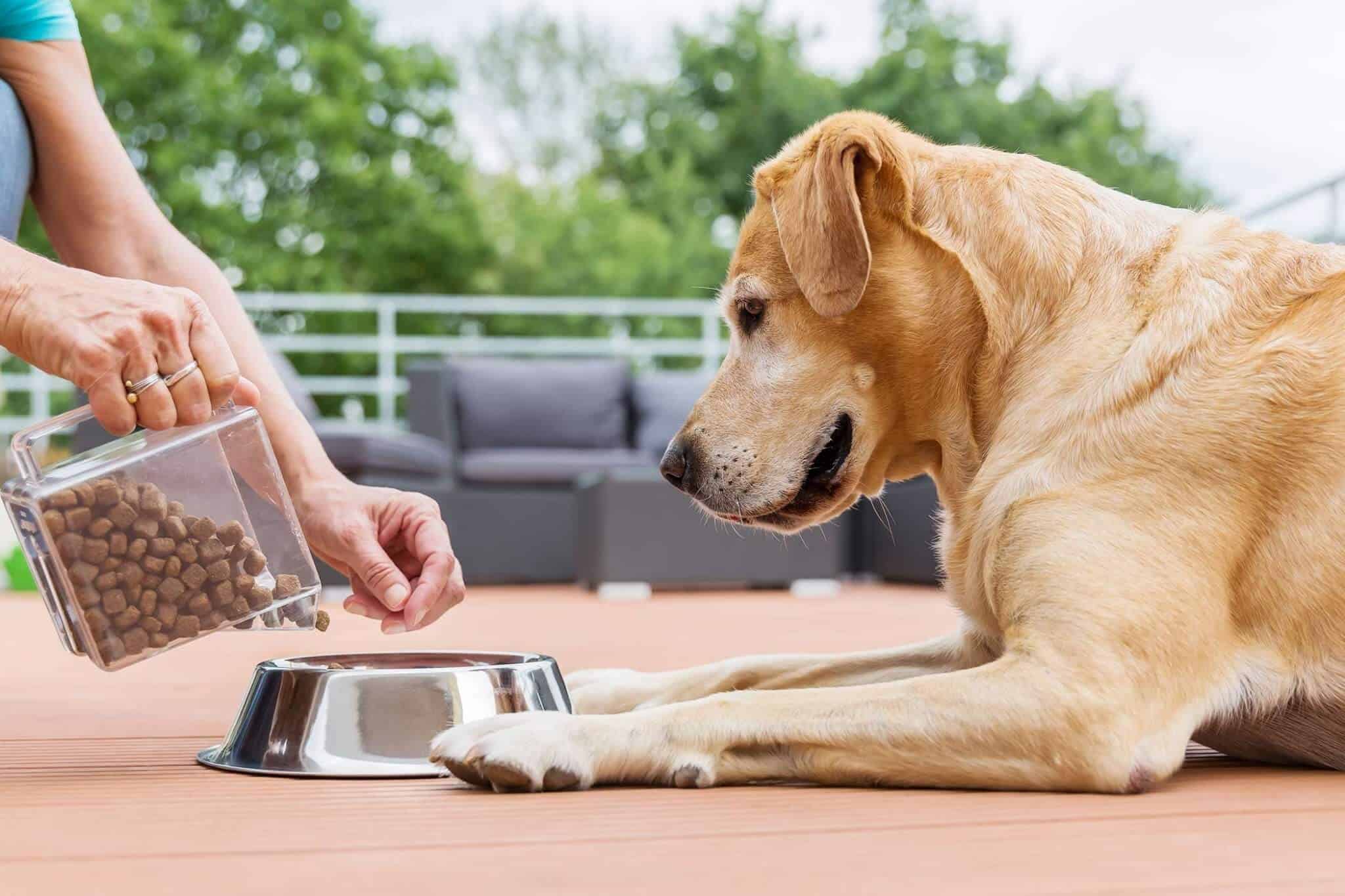 Feci nel cane: tipo di cacca, forma, colore e consistenza