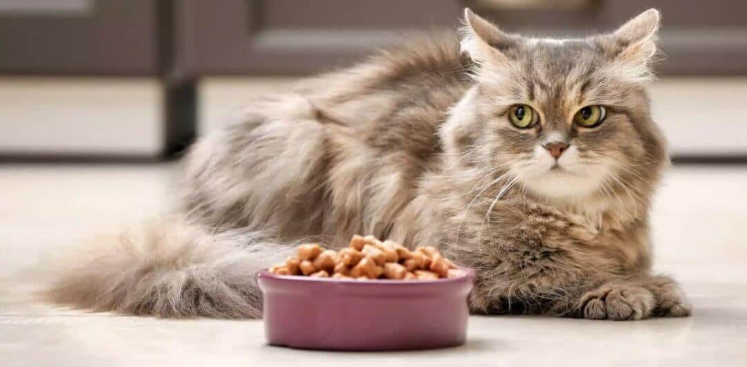 Alimentazione del gatto: come, quanto e quando deve mangiare