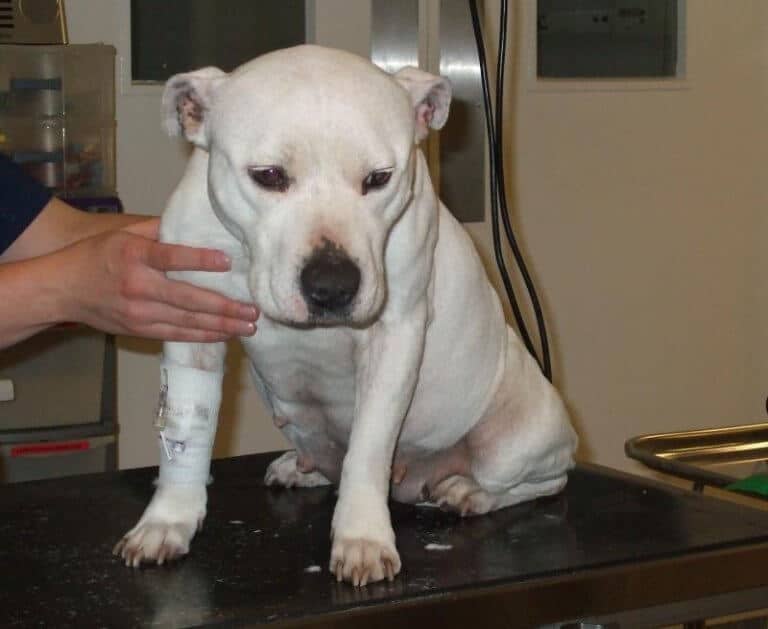 Piometra nel cane: causa, sintomi, trattamento e prevenzione