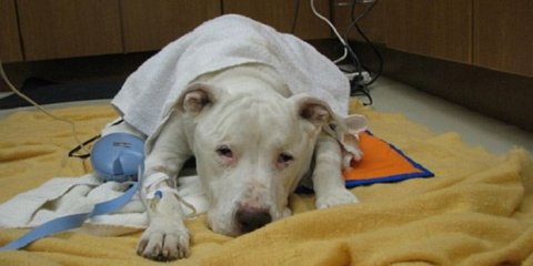 Piometra nel cane: causa, sintomi, trattamento e prevenzione