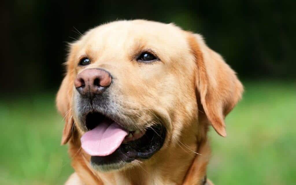 Cataratta nel cane: sintomi, diagnosi e cura | DoctorVet