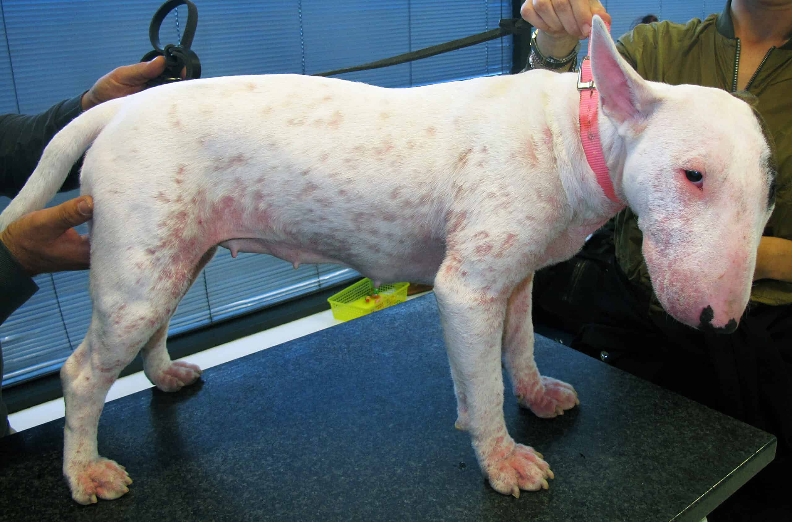 Rogna nel cane: tipologie, cause, sintomi, cura e prevenzione