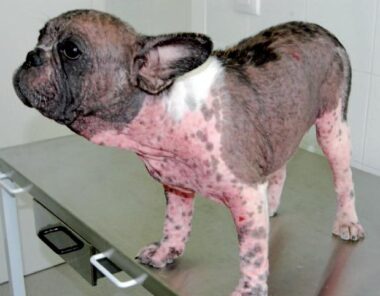 Rogna nel cane: tipologie, cause, sintomi, cura e prevenzione