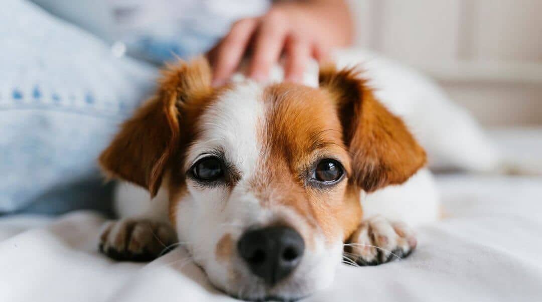 Piodermite nel cane: cause, sintomi, cura e prevenzione