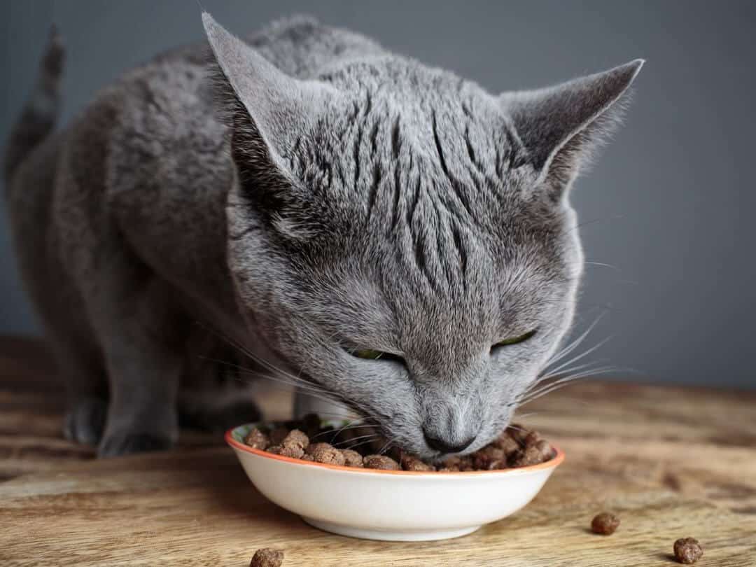 Cataratta nel cane: sintomi, diagnosi e cura | DoctorVet
