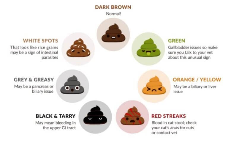 Feci nel gatto: tipo di cacca, forma, colore e consistenza