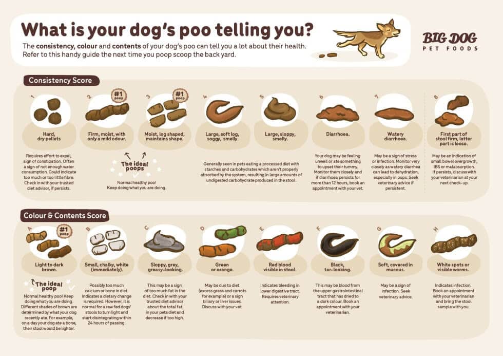 Feci nel cane: tipo di cacca, forma, colore e consistenza