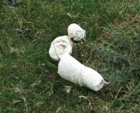 Feci nel cane: tipo di cacca, forma, colore e consistenza