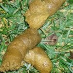 Feci nel cane: tipo di cacca, forma, colore e consistenza