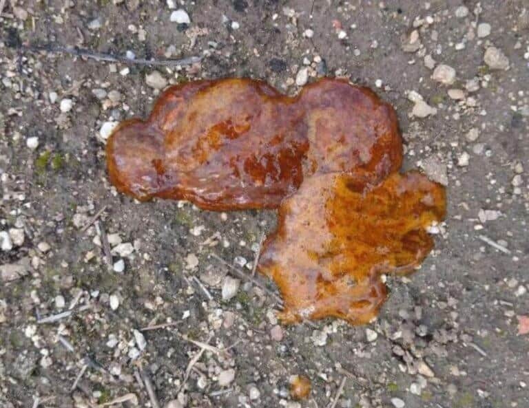 Feci nel cane: tipo di cacca, forma, colore e consistenza