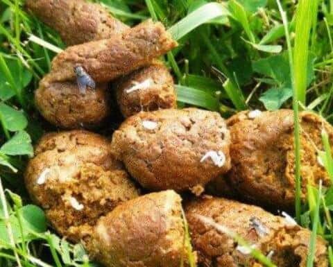 Feci nel cane: tipo di cacca, forma, colore e consistenza