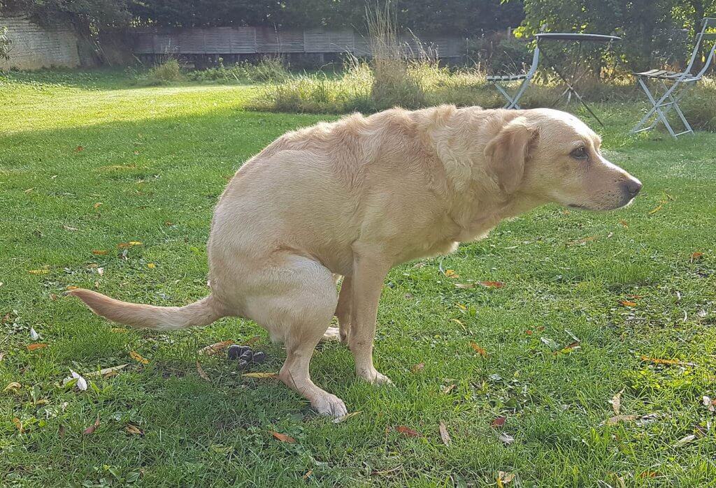 Feci nel cane: tipo di cacca, forma, colore e consistenza